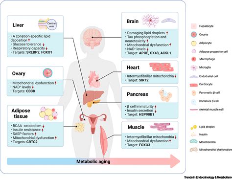 Exploring The Heterogeneous Targets Of Metabolic Aging At Single Cell Resolution Trends In