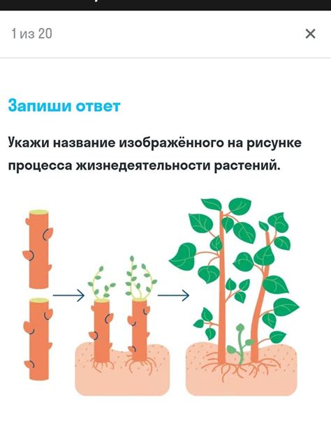 Запиши ответ Укажи название изображённого изображённого на рисунке процесса жизнедеятельности