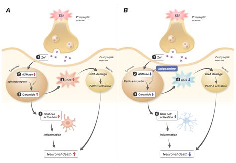 Ijms Free Full Text Acid Sphingomyelinase Inhibitor Imipramine Reduces Hippocampal