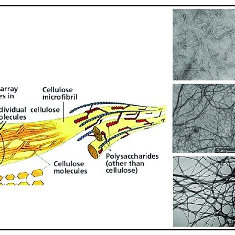 Different Forms Of Nanocellulose Based On Morphology And Source 30 33