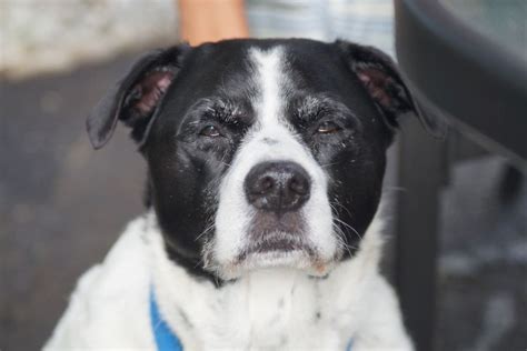 Barrie Animal Hospital Updated July 2025 424 Dunlop Street W