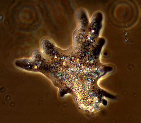 Amoeba Light Micrograph Bild Kaufen 13672017 Science Photo Library
