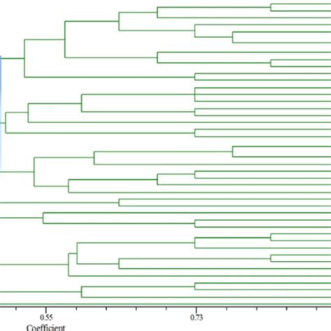 dendrogram showing clustering of 44 wheat genotypes based on upgma
