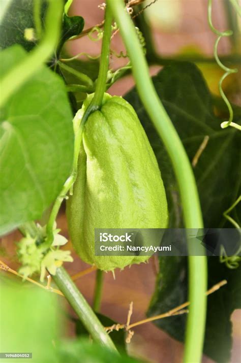뒤뜰에서 자라는 Sechium Edule의 꽃과 열매 0명에 대한 스톡 사진 및 기타 이미지 0명 건강한 식생활 과일