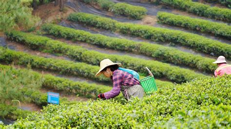 廣西貴港：春茶採摘正當時 魅力廣西 Famousguangxi