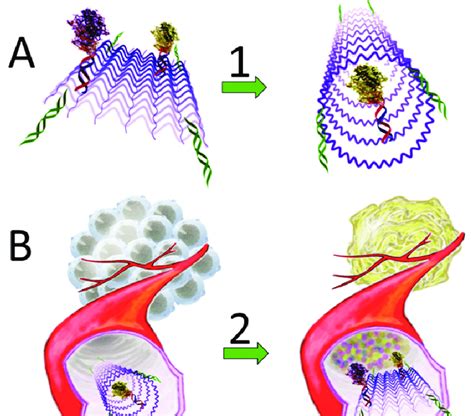 Schematic Illustration Of The Design Of Thrombin Loaded Nubot A Download Scientific Diagram