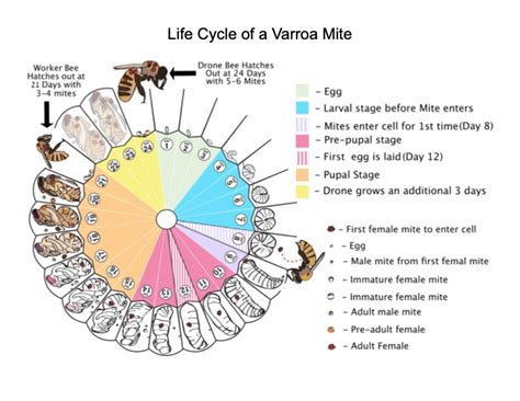 Survey Of Varroa Mite Treatments Foxhound Bee Company