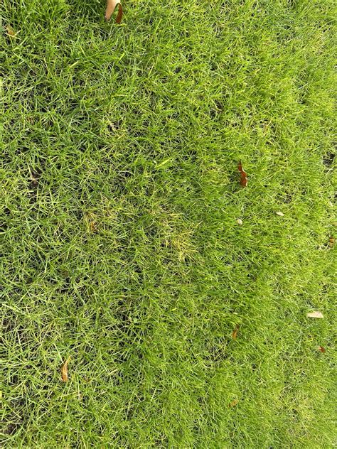 Lawn Yellowing Rlawncare
