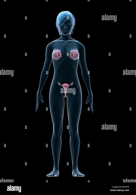 Female Sex Organs Stock Photo Alamy