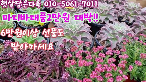 햇살담은다육신상다육 착한가격에판매중 6만원이상 선물도 드립니다 ♡마디바♡쥬피터♡드라큐라♡아리♡엘샤군생♡하트쵸이스♡수미티♡로슈라이아♡레그렌시스 ~~ Youtube