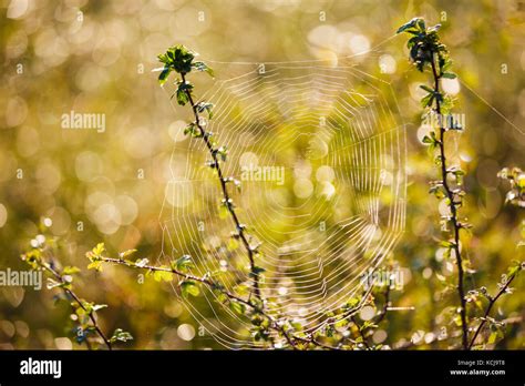 Cobweb In The Morning Sunlight In The Fall Stock Photo Alamy