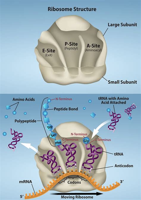 Chapter 15 Translation Introductory Biology I