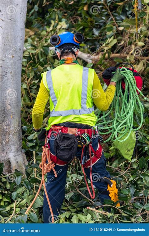 One Tree Trimmer With Gear Preparing To Climb Editorial Stock Image Image Of Maintenance