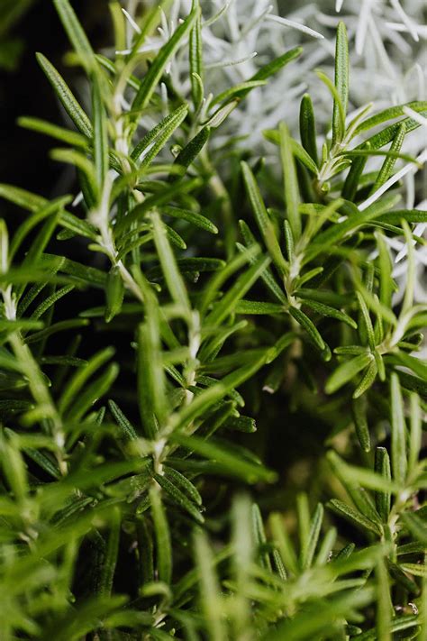 Rosemary oil BIO 3100AROMA - SanaBio GmbH