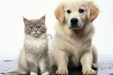 忧郁的猫和狗高清图片下载 正版图片600460565 摄图网