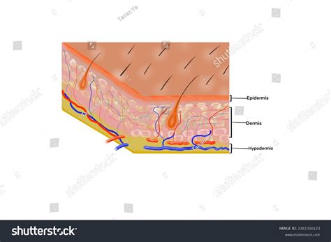 Skin Structure Consists Epidermis Dermis Hypodermis Stock Illustration 2261316123 Shutterstock