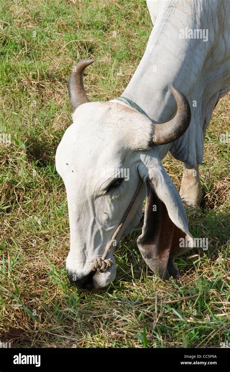 Closeup Of The Head Enormous Floppy Ears And Curved Horns Of A White