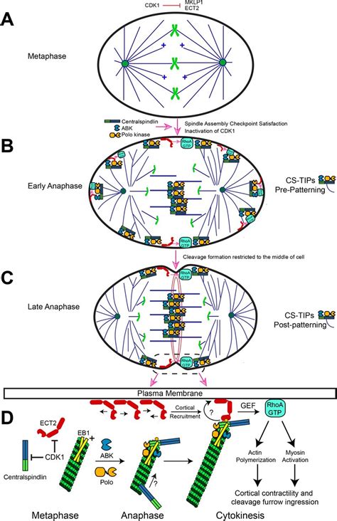 N The Diagram Which Panel Shows Events Occurring During Anap