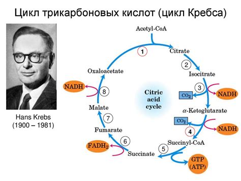 Функции метаболизма - презентация онлайн