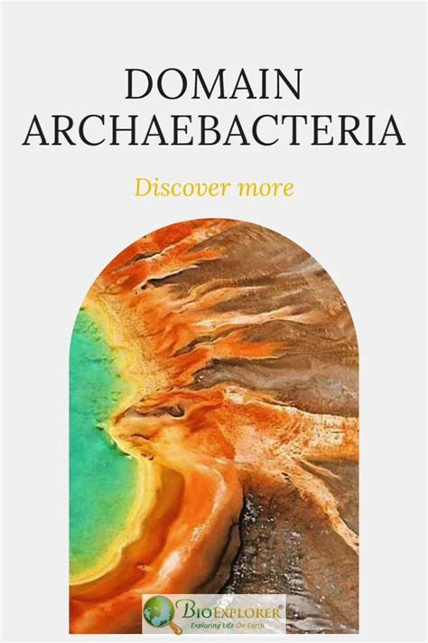 Domain Archaebacteria History Types And Importance Of Archaea By