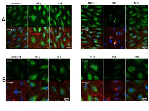 Immunofluorescence Staining For C5ar Dapi Nuclei Red F Actin Download Scientific Diagram