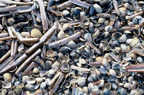 As Their Name Suggest Bivalves Have Shells That Are Divided Into Two