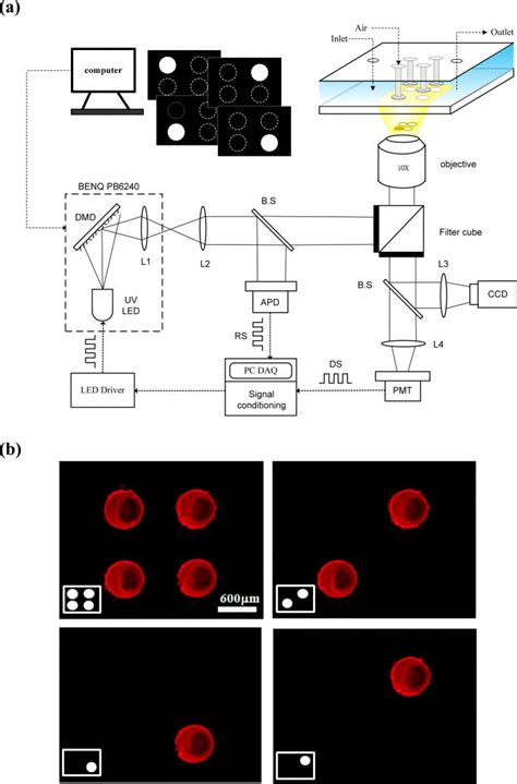 A A Schematic Of The Digital Light Modulation System Utilizing A