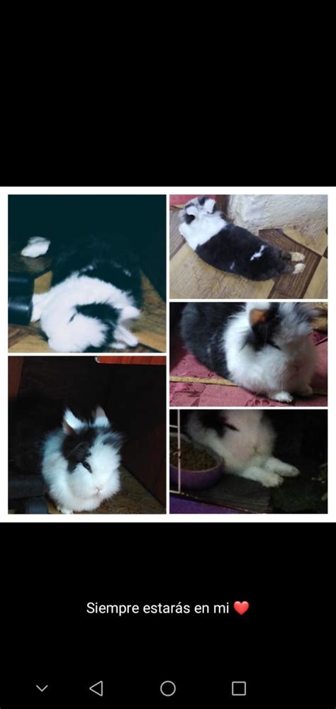 Superar La Muerte De Tu Mascota
