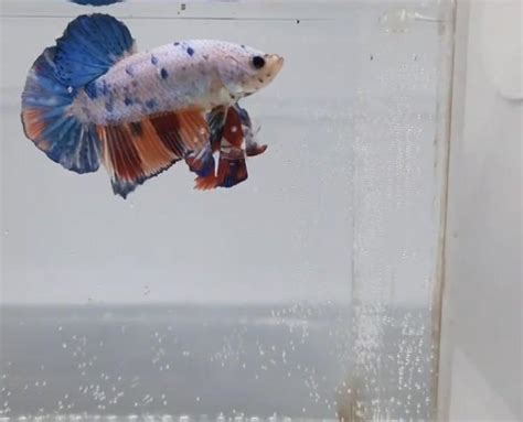 Nemo Candy Jual Big Sale Ikan Cupang Nemo Candy Cooper Di Lapak Freslysaputri51 Bukalapak