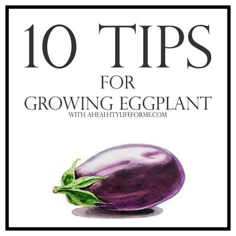 Growing Eggplant Tips For Success
