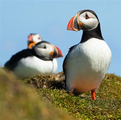 Isabelle Beaudoin Is Fundraising For Wwf Uk