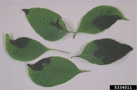 Anthracnose Got Pests Board Of Pesticides Control Maine Dacf