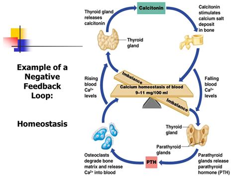 Endocrine System Feedback Loop Diagram
