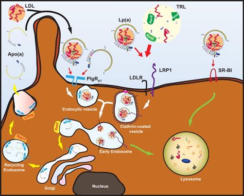 A Novel Lipoprotein A Catabolism Pathway Via Apolipoprotein A