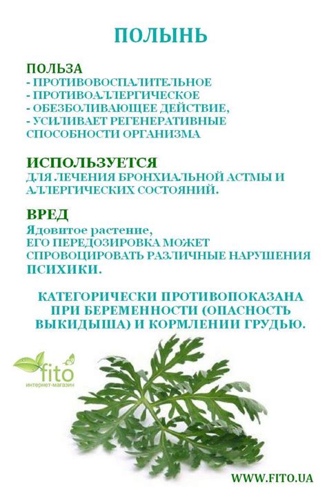 Свойства полыни: польза и вред для организма человека