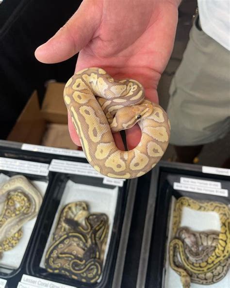 Douglas Bandeira On Instagram Ball Python Lesser Coral Glow Hypo