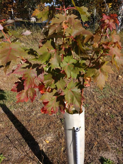 Plant A Maple Tree Master S Maples