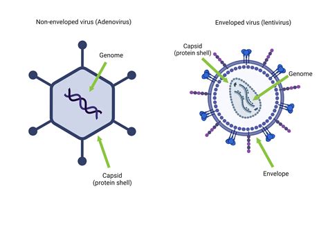 Adenovirus Vectors Ứng Dụng Tiềm Năng Và Thách Thức Trong Y Học