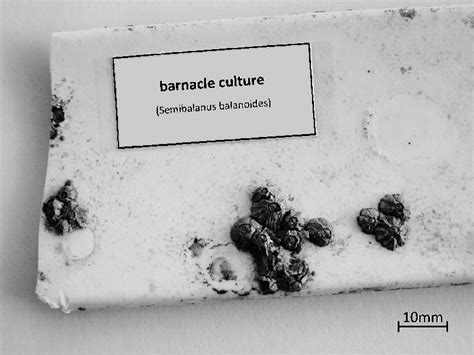 The Modular Growth Structure Of Barnacle Cultures Applies To