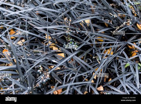 Ophiopogon Planiscapus Nigrescens Black Mondo Grass Or Black Lilyturf