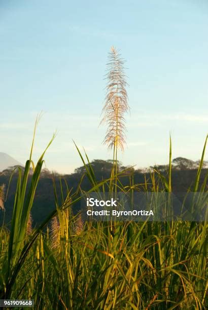 Biji Tebu Di Ladang Guatemala Sakarin Officinarum Foto Stok Unduh Gambar Sekarang Istock