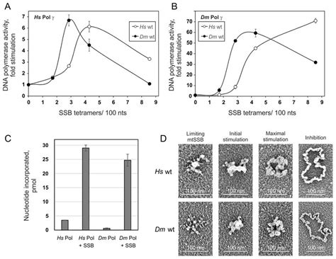 Stimulation Of Dna Synthesis Catalyzed By Pol γ Correlates With