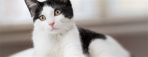 Black And White Tabby Cats
