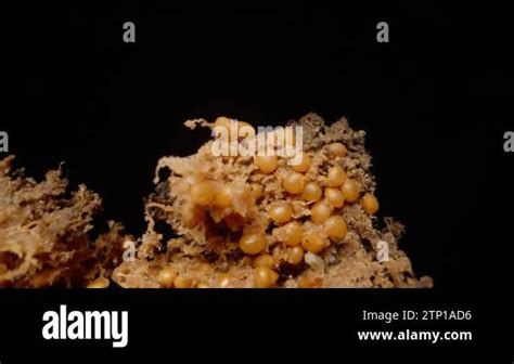 Figs With Seeds Stock Videos And Footage Hd And 4k Video Clips Alamy