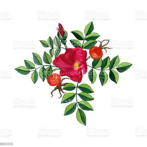 흰색 배경에 추상 장미 엉덩이 수채화 일러스트 흰색 배경에 요소를 분리합니다 수채화 일러스트 핸드 페인팅 0명에 대한 스톡 벡터