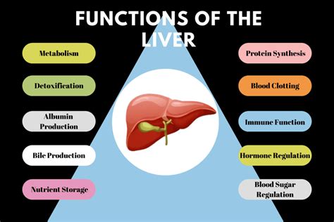 10 Functions Of The Liver Qpior