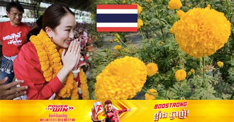 ផ្កា ស្បៃរឿងកំពុងត្រូវប៉ាន់ខ្លាំងនៅប្រទេសថៃ