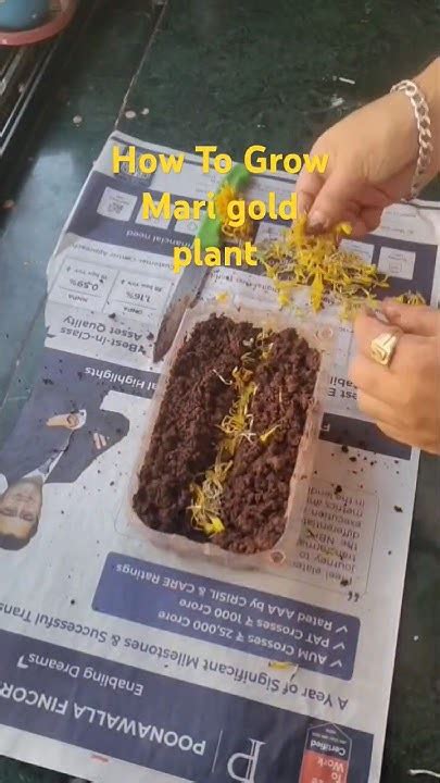 How To Grow Marigold Plant गेंदे का Plant Kaise Grow Kare Shorts
