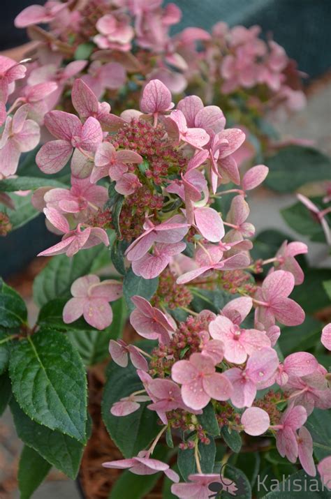 Hydrangea Paniculata Magical Lime Sparkle Hortensja Bukietowa