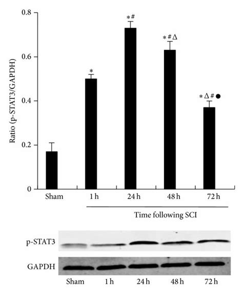 Phosphorylation Of Stat3 Protein Levels In The Spinal Cord The Protein Download Scientific